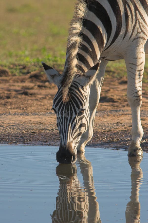 Zebra Drinking stock photo. Image of hair, patterns, ears - 1405722