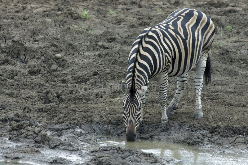 Zebra Drinking stock photo. Image of wildlife, serengeti - 23417894