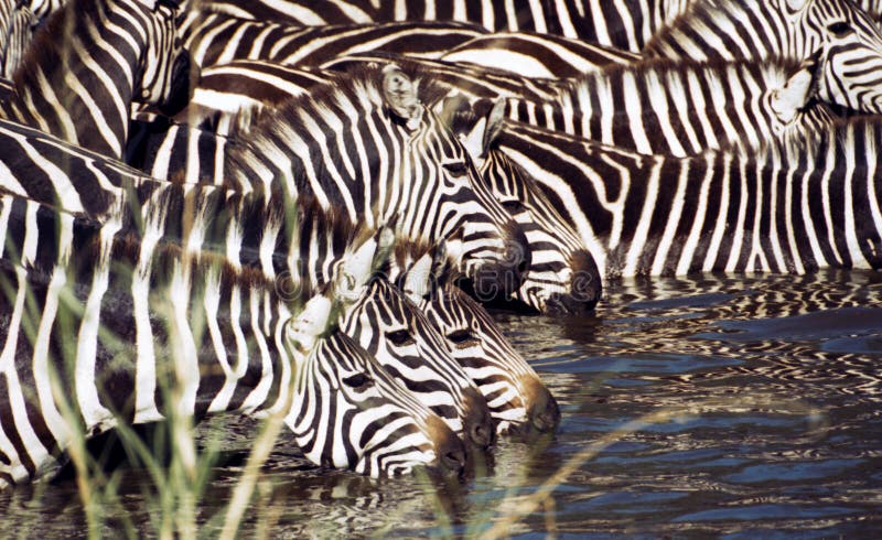 Zebra drinking stock photo. Image of africa, zebra, drink - 2360966