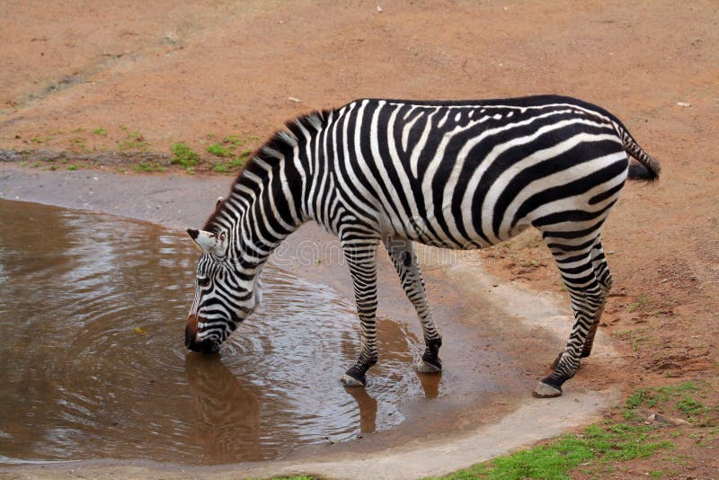 Zebra Picture. Image: 20472014