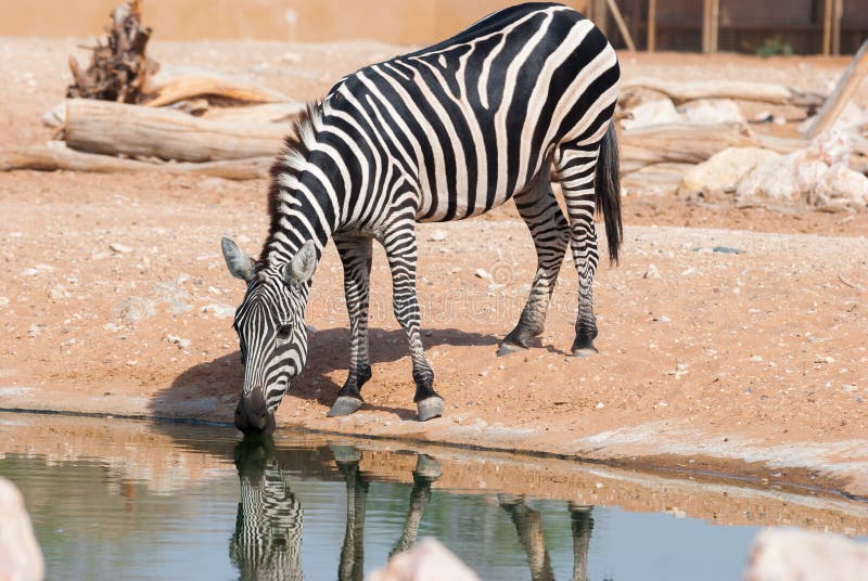 Zebra drinking in a pond stock photo. Image of park - 103494196