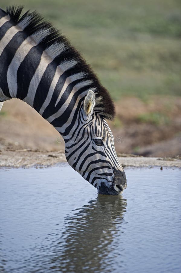 Zebra Drinking stock photo. Image of wilderness, strong - 48442580