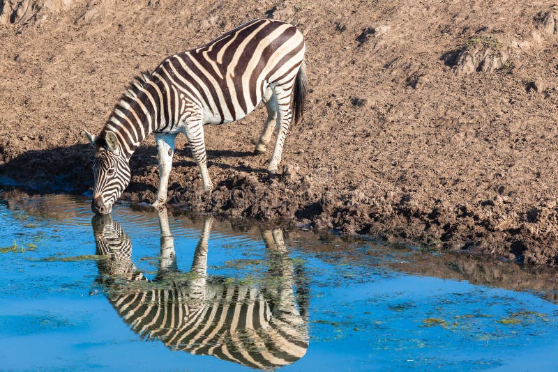 Zebra Water Mirror Reflections Stock Photo - Image of africa, wildlife ...