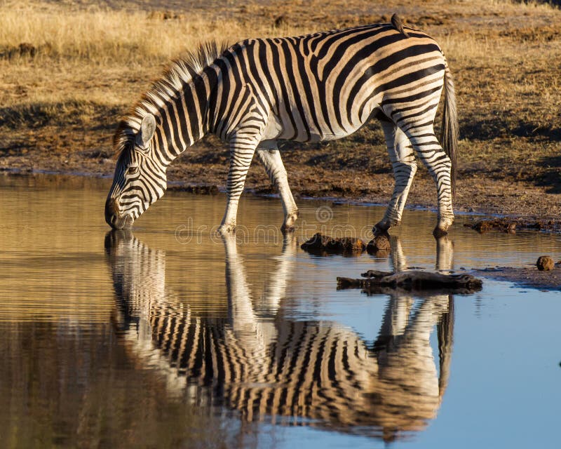 Zebra Drinking Water and Reflected on it Stock Photo - Image of zebra ...