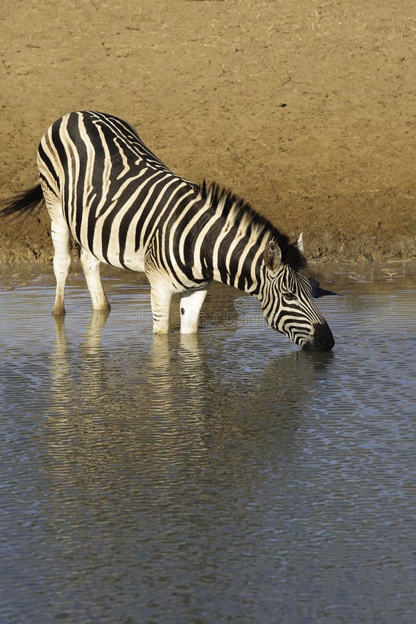 Zebra stock photo. Image of outside, drink, mammals, closeup - 31437012