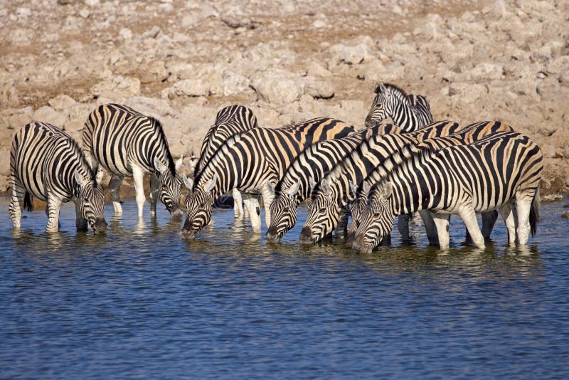 Zebra Drinking at a Waterhole in Etosha with Water Reflection Stock ...