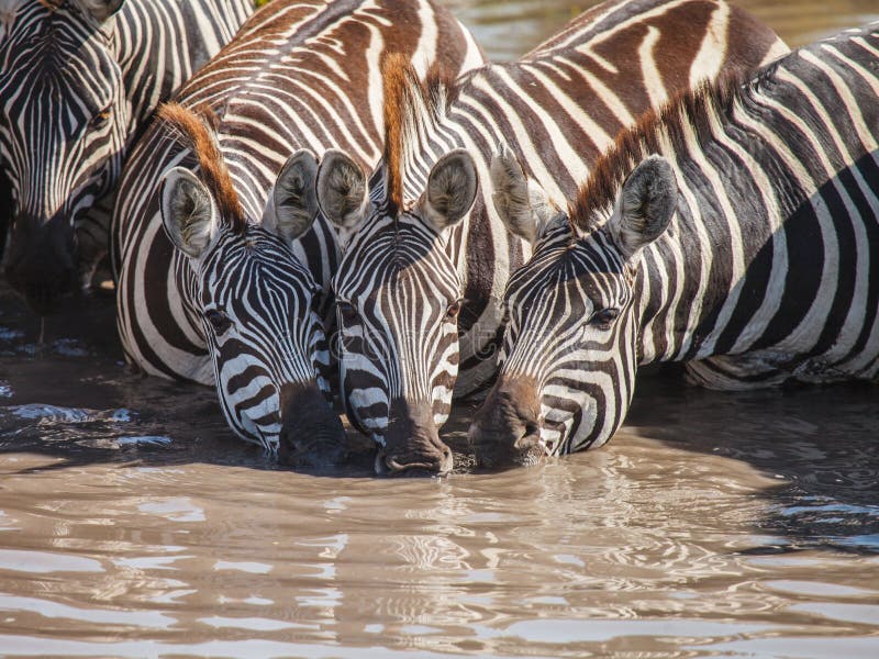 Zebra stock photo. Image of zebra, drink, white, wildlife - 61893426