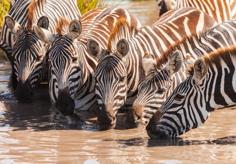 Zebra portrait stock image. Image of environment, wildlife - 15875519