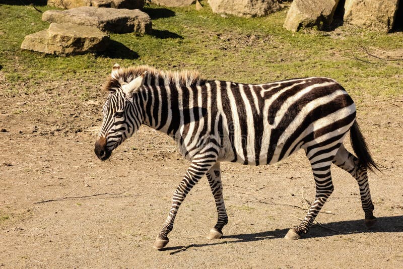 Zebra. Dublin zoo. Ireland stock photo. Image of energy - 108448986