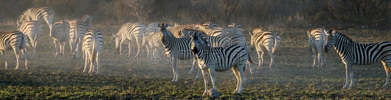 Zebra dust stock image. Image of desert, kalahari, green - 11296573