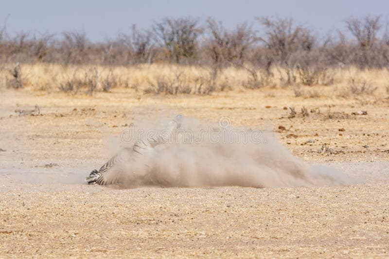 Zebra Dust Bath stock photo. Image of african, africa - 107504280