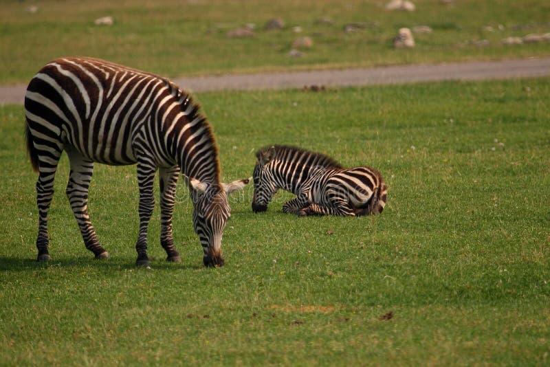 Zebra e filhote imagem de stock. Imagem de curso, zebra - 47408617