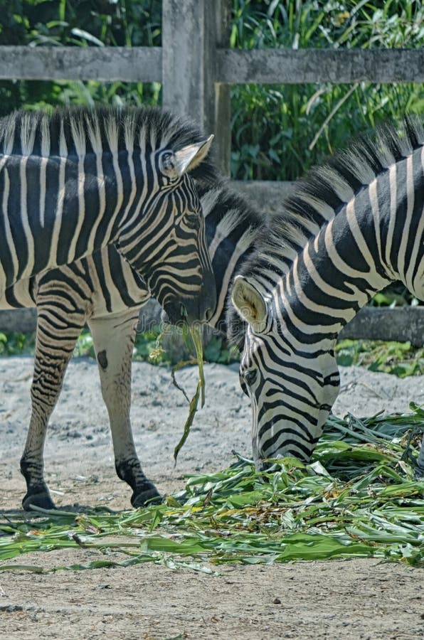 Zebra stock image. Image of grazing, african, star, pair - 49611719