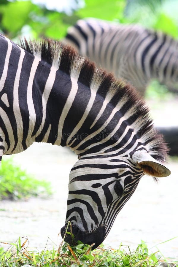 Zebra Eating stock photo. Image of detail, stripe, black - 15693758