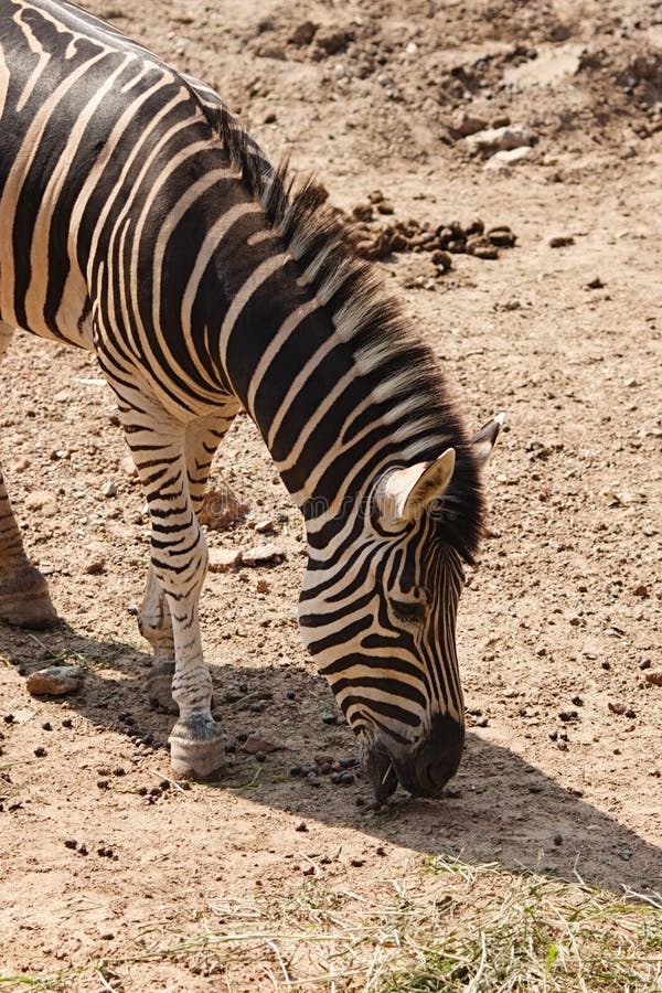 Zebra Eating stock photo. Image of black, animal, thailand - 23399998