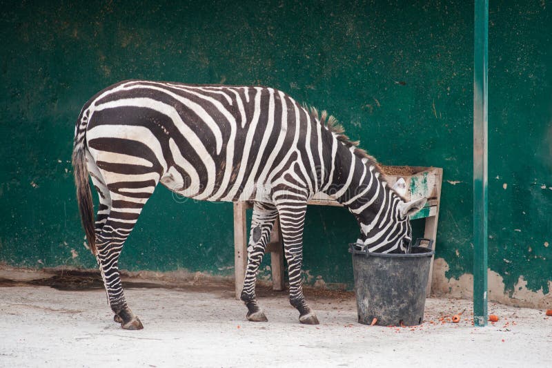 Zebra is eating. stock photo. Image of wildlife, wild - 68882844