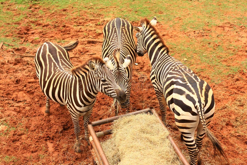 Zebra eating food stock image. Image of travel, animal - 97459139