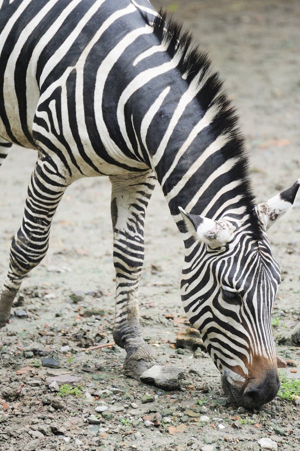 Zebra eating grass stock image. Image of mammal, confuse - 21717223