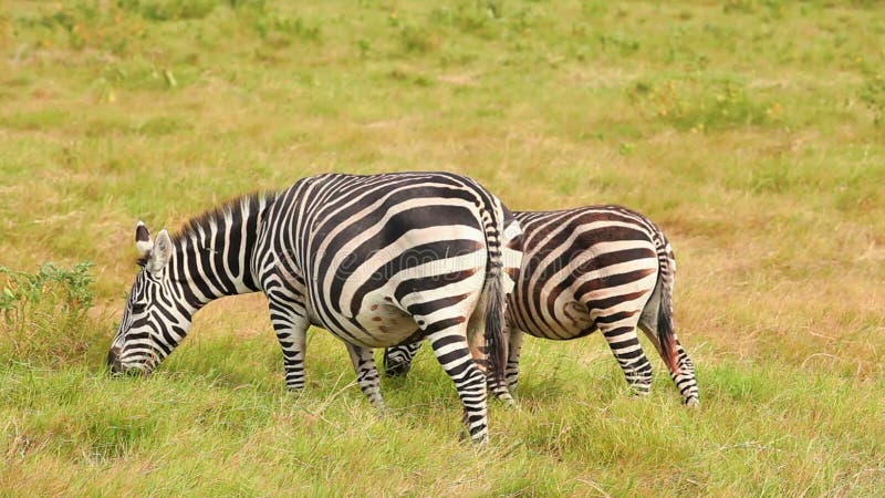 Zebra Eating Food in the Zoo, Feeding Zebra in the Open Zoo. Stock ...