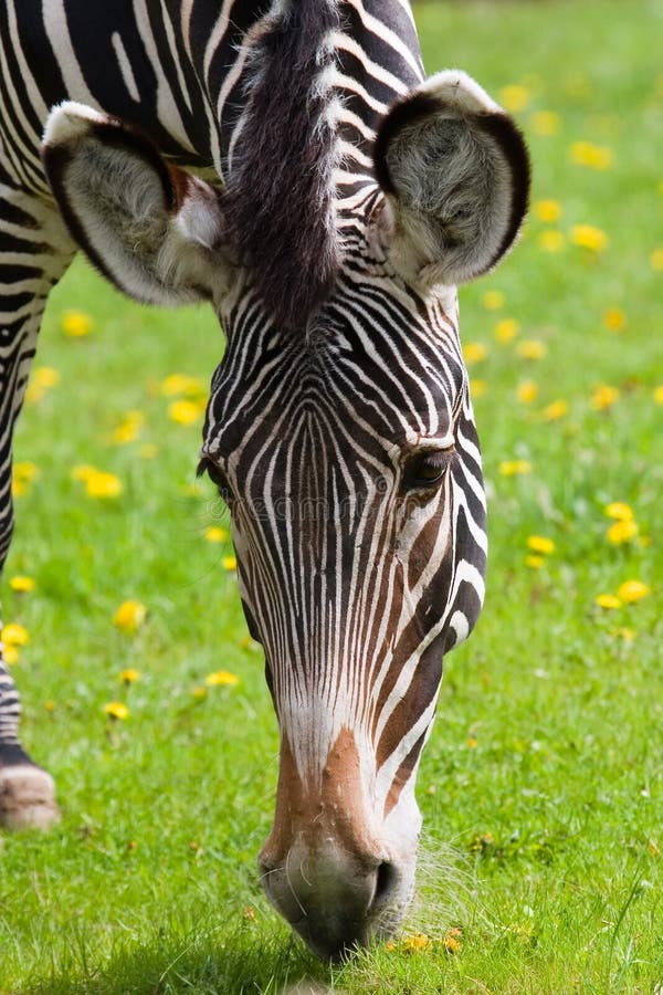 Zebra Eating Grass. Close Up Stock Image - Image of stripe, caring: 2470611