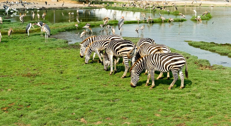 The Zebra is Eating the Grass. Stock Photo - Image of fish, ecological ...