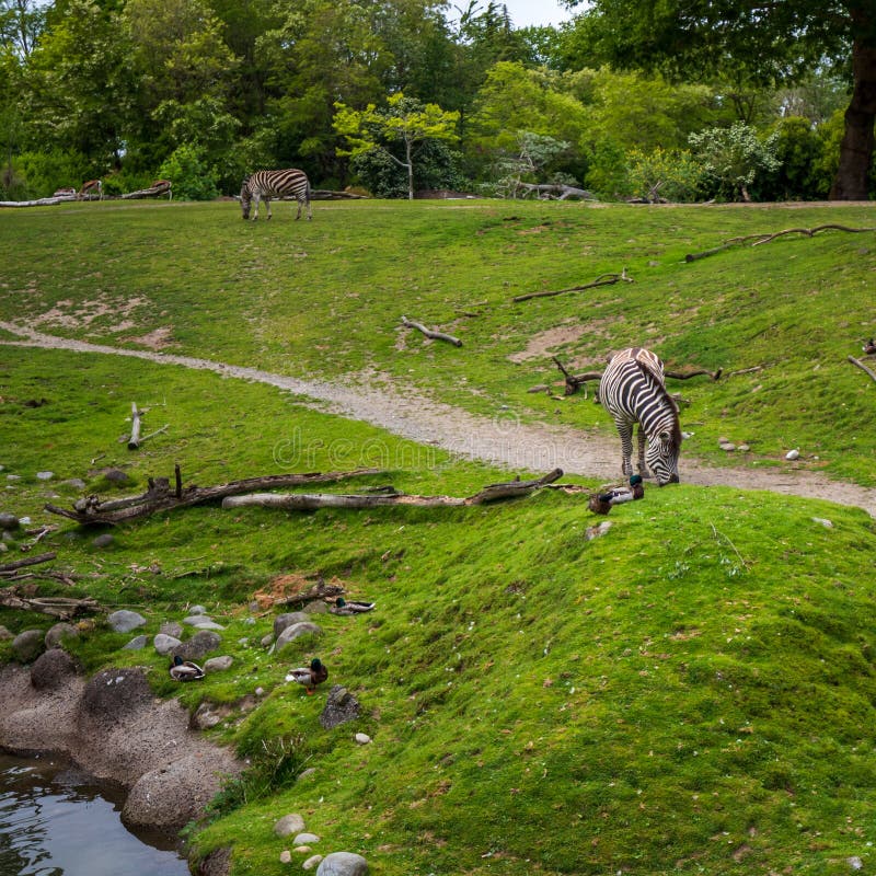 Zebra Eating Grass Portrait in Seattle Zoo Stock Image - Image of black ...