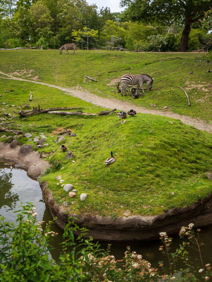 Zebra Eating Grass Portrait in Seattle Zoo Stock Photo - Image of ...