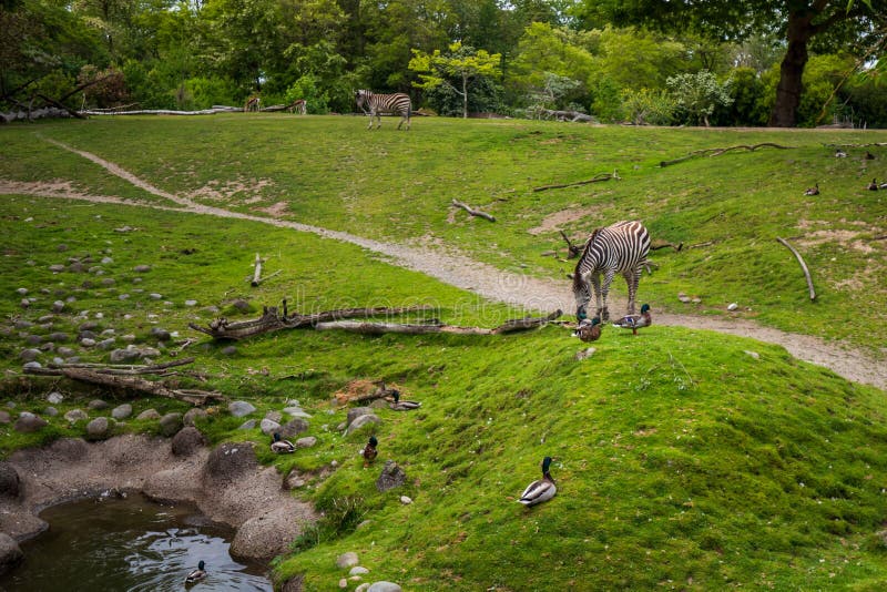 Zebra Eating Grass Portrait in Seattle Zoo Stock Photo - Image of ...