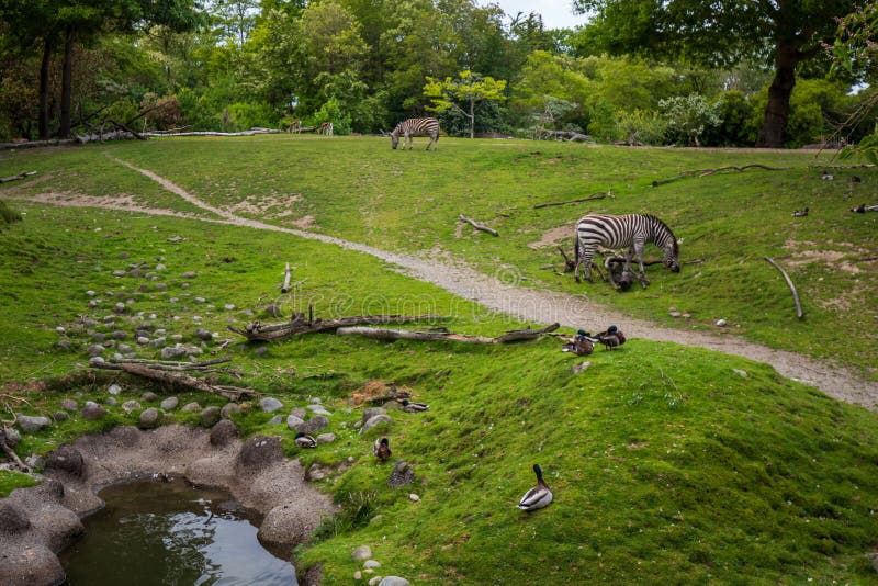 Zebra Eating Grass Portrait in Seattle Zoo Stock Image - Image of grass ...