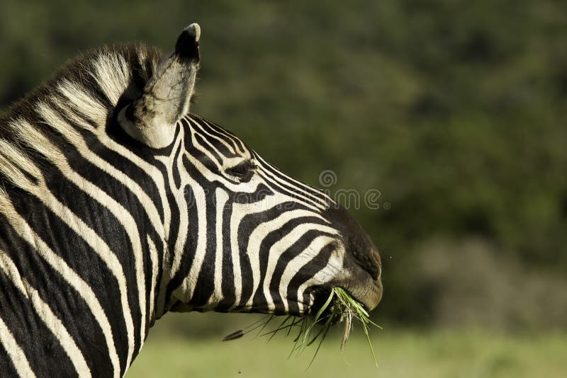 Zebra chewing stock image. Image of black, grass, stripes - 31041255