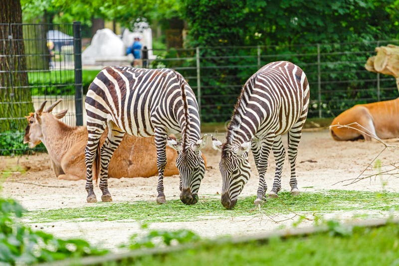 Zebra eating grass stock photo. Image of grass, park - 174021680