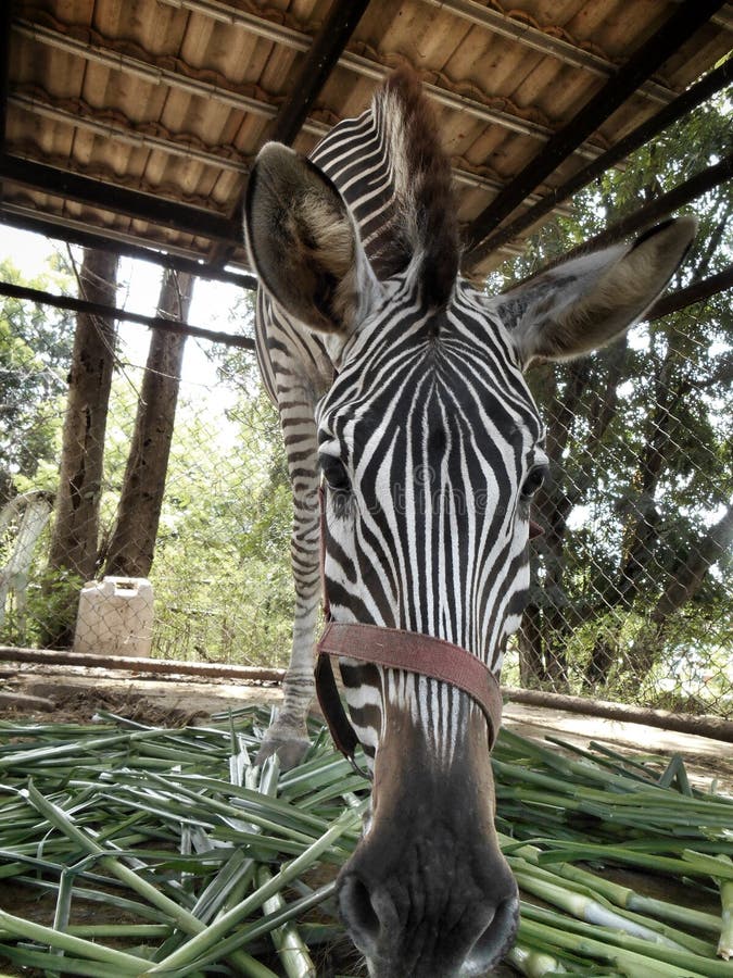 Zebra eating grass stock image. Image of wild, africa - 41599913