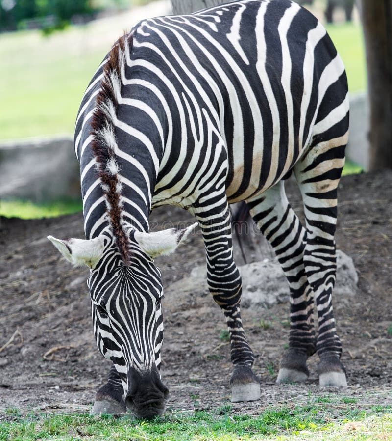 2,839 Zebra Eating Grass Stock Photos - Free & Royalty-Free Stock ...
