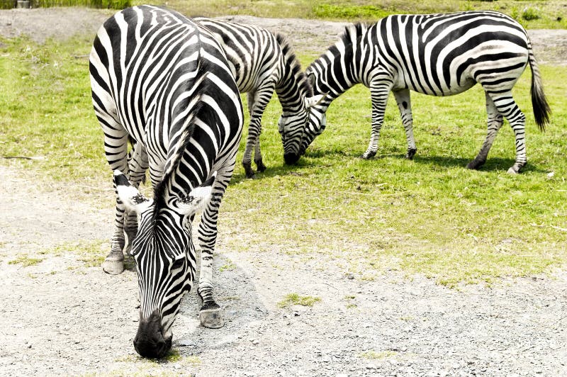 Zebra Eating Grass in the Zoo Stock Image - Image of crossing, eating ...