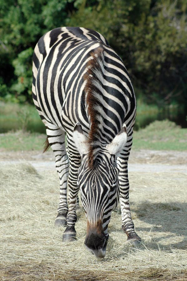 Zebra Eating Hay stock photo. Image of savanna, white - 13181246