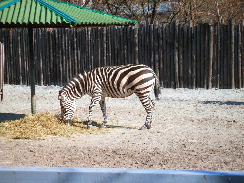 Zebra Eating Hay At The Zoo Stock Photo - Image of stand, relaxing ...