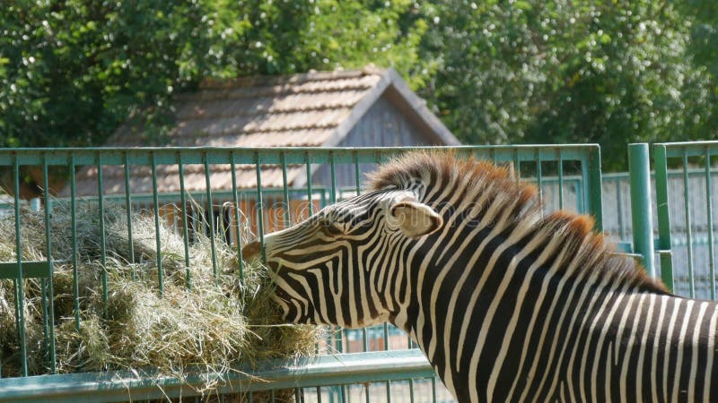 Zebra Eating Hay at the Zoo Stock Footage - Video of herbivore, family ...
