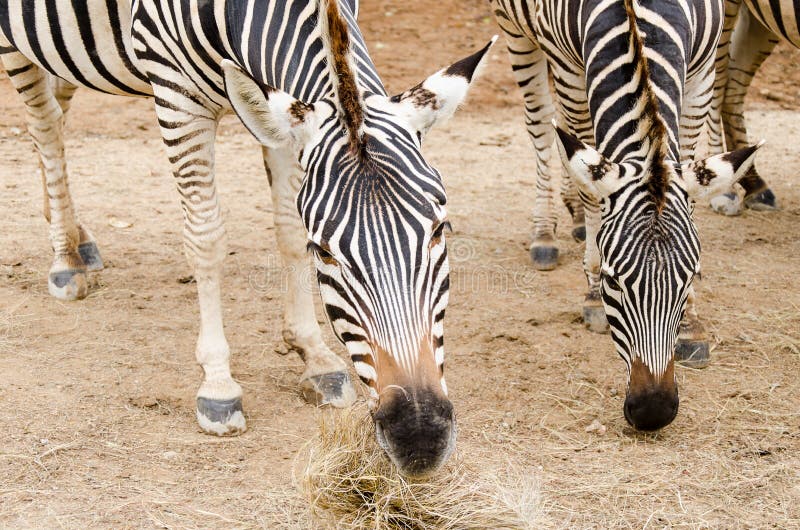 Zebra stock photo. Image of park, feeding, african, black - 84264282
