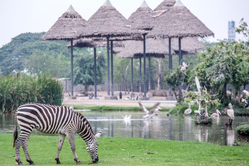 The Zebra is Eating the Grass. Stock Photo - Image of fish, ecological ...
