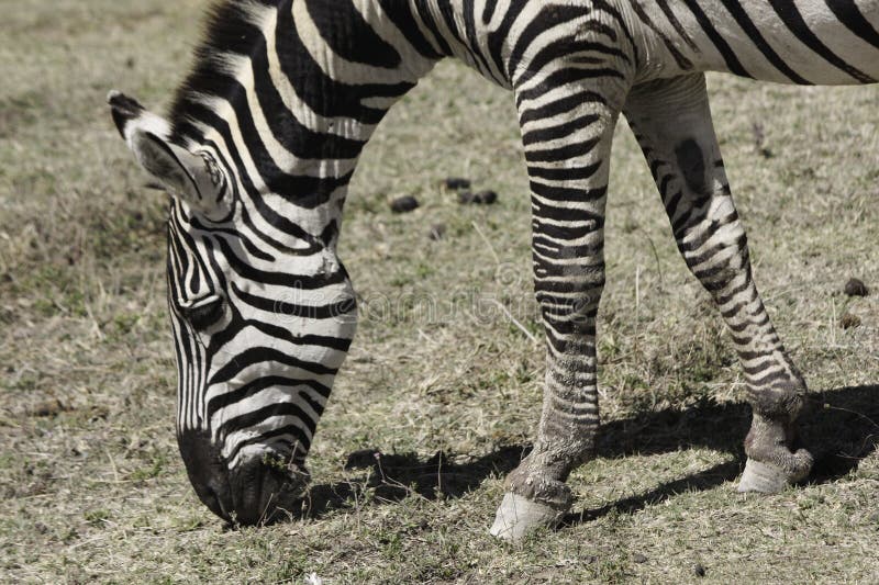 Zebra stock image. Image of national, horse, fauna, mara - 36697515