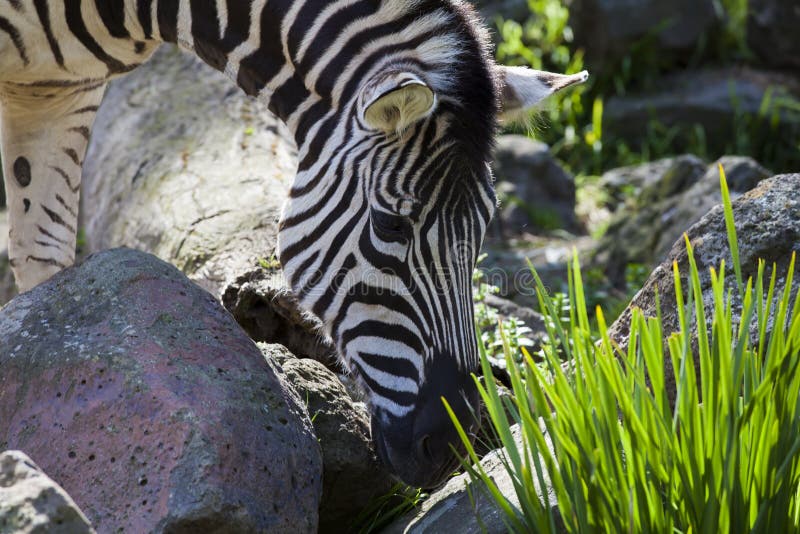The Zebra is Eating the Grass. Stock Photo - Image of fish, ecological ...