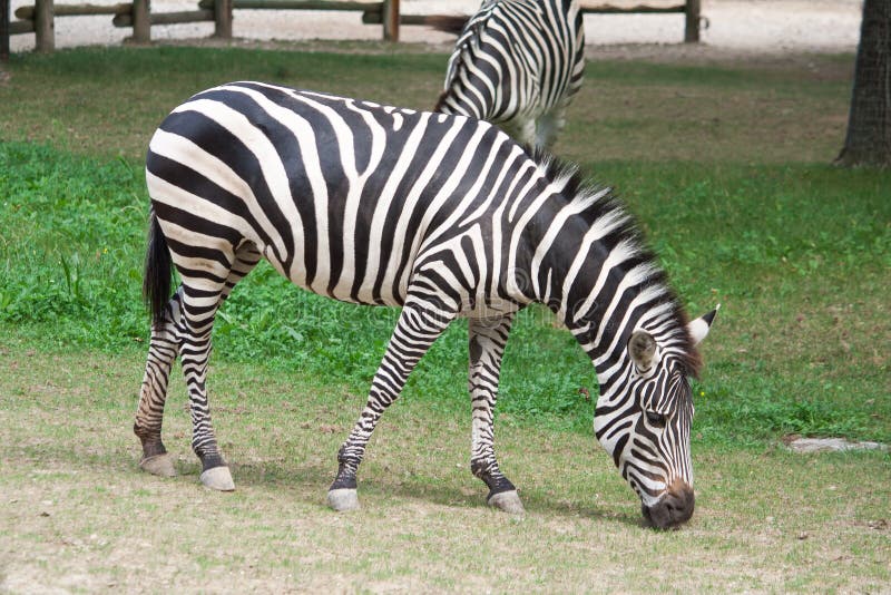 A Zebra eating stock image. Image of plain, savannah - 88844209