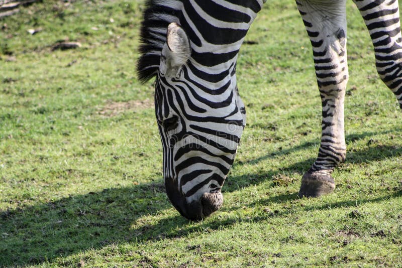 Zebra Eating Some Grass on a Meadow Stock Photo - Image of tree, eating ...