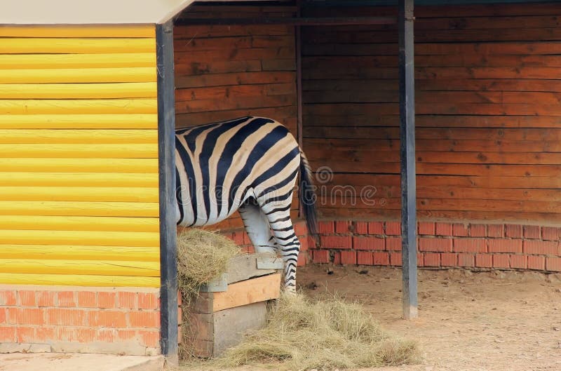 Zebra Eating from the Trough Partially Back, Stock Image - Image of ...