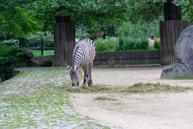 Zebra eating in a zoo stock photo. Image of hungry, african - 234818076
