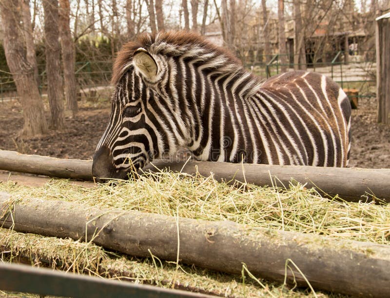 Zebra Eats Dry Grass at the Zoo Stock Image - Image of grass, nature ...
