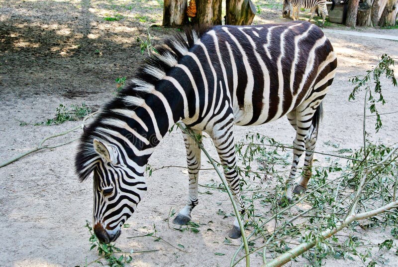 Zebra eats foliage stock photo. Image of line, beautiful - 176305256
