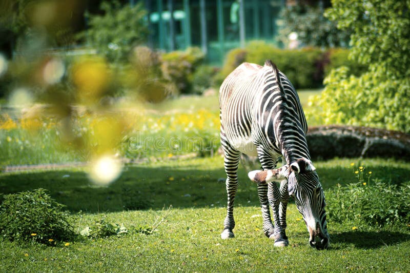 Happy Zebra Grazing in the Zoo Stock Photo - Image of animal, green ...