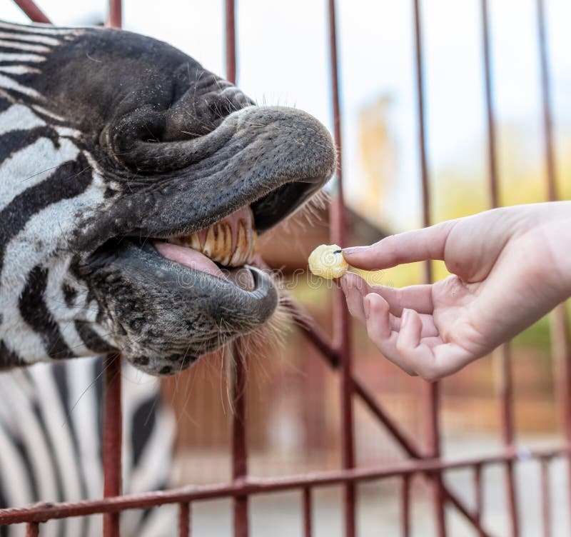 Zebra eats from the hand stock photo. Image of observing - 204624186
