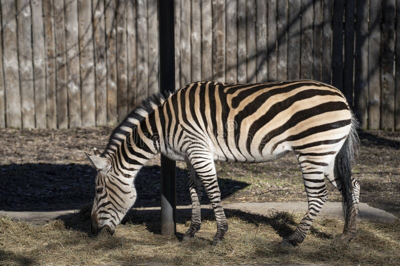 Zebra eats hay stock image. Image of national, african - 271845559